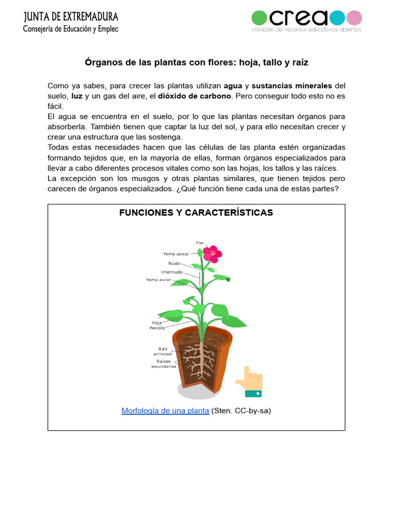 Órganos de Las Plantas Con Flores_ Hoja, Tallo y Raíz | PDF