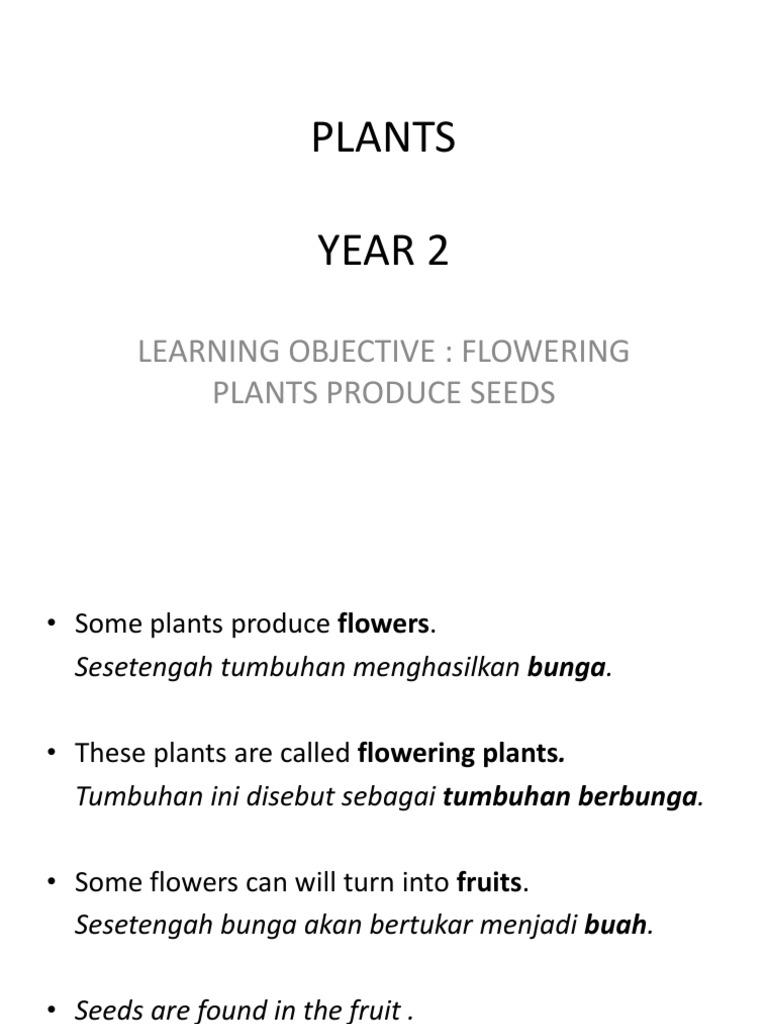 Plants Year 4 Science | PDF