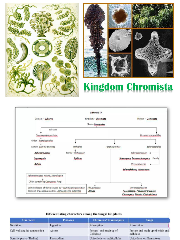 Kingdom Chromista | PDF
