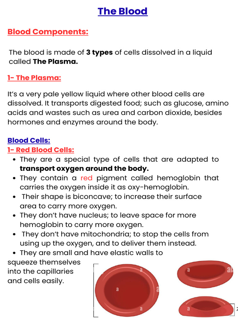 Lesson 4 The Blood | PDF