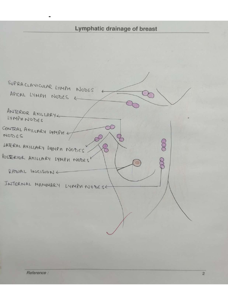 Gross Anatomy Manual | PDF