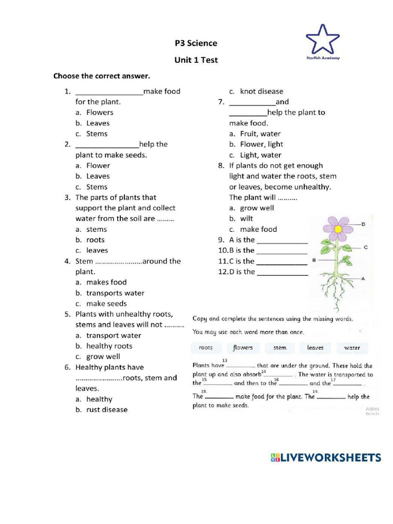 Plant & Light Worksheet Year 3 | PDF