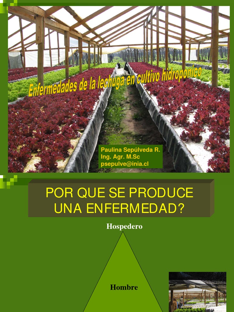 enfermedades lechuga | Horticultura y jardinería | Botánica