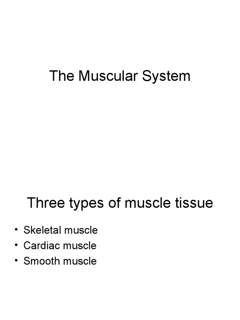 The Muscular System | PDF | Skeletal Muscle | Muscle Contraction