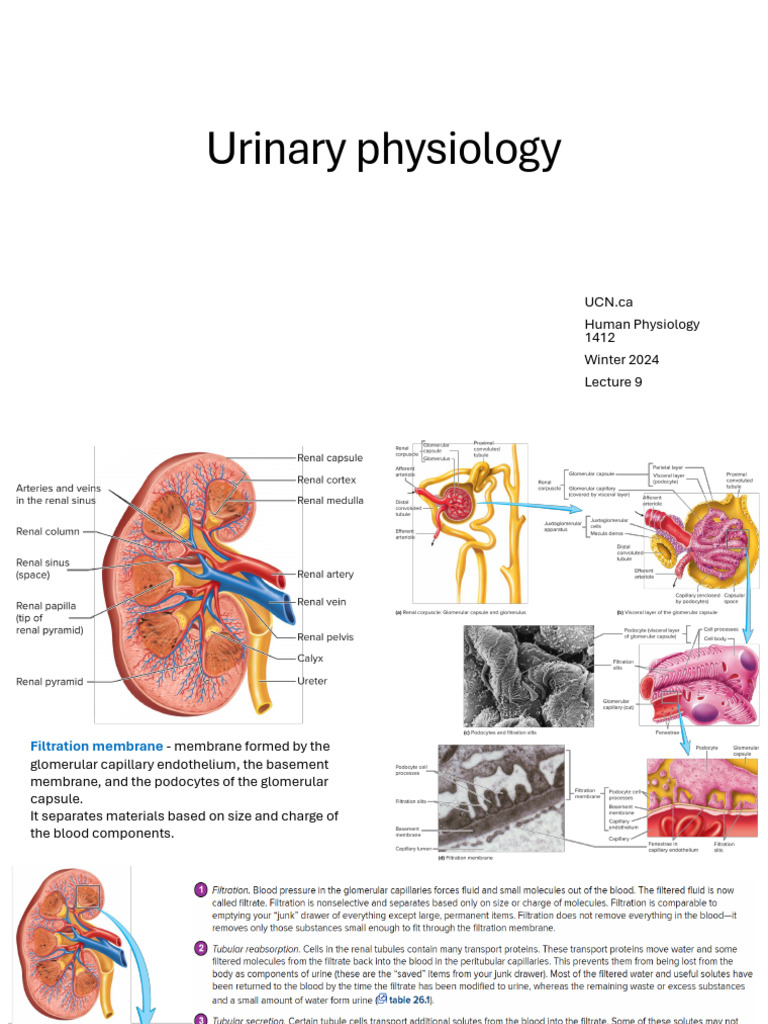 Lecture 9 Urinary System Physiology PDF | PDF | Kidney | Physiology