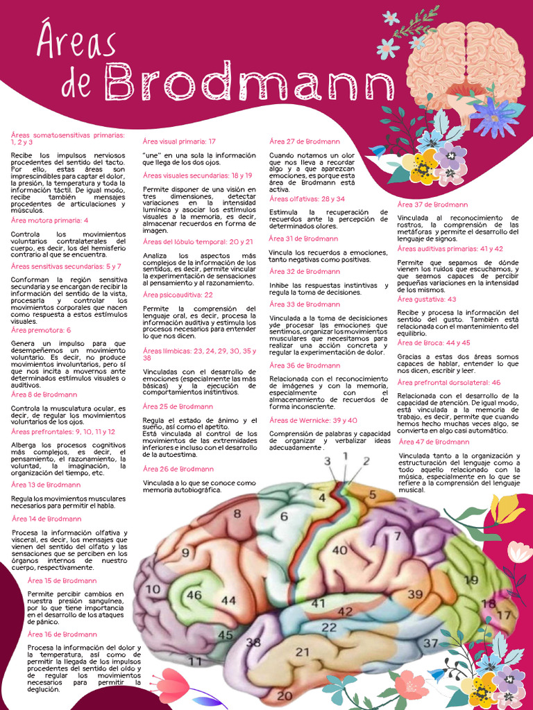 Areas de Brodmann | PDF | Percepción | Las emociones