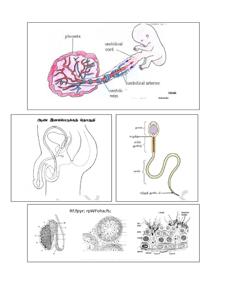 The Human Reproduction | PDF