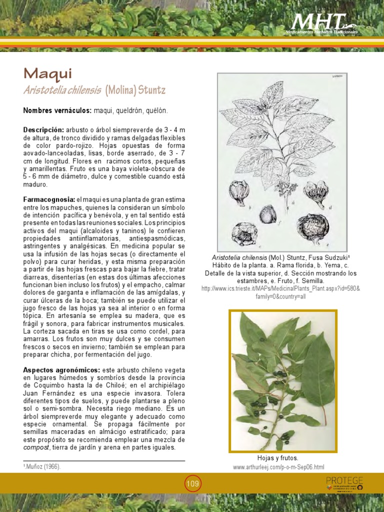 Aristotelia Chilensis | PDF | Plantas | Horticultura y jardinería
