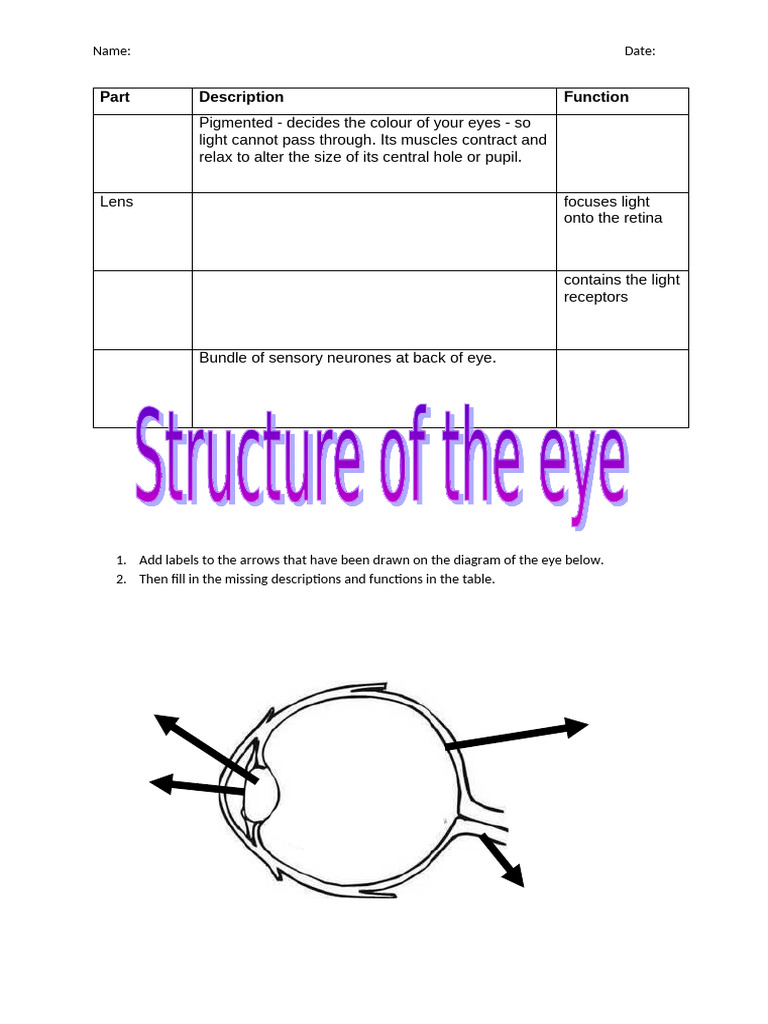 Structure of The Eye Worksheet | PDF