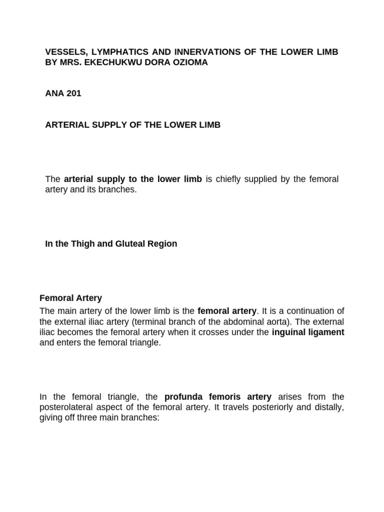 Vessels, Lymphatics and Innervations of The Lower Limb by Mrs | PDF ...