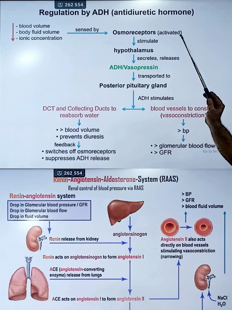 Regulation of Kidney Function | PDF | Angiotensin | Kidney