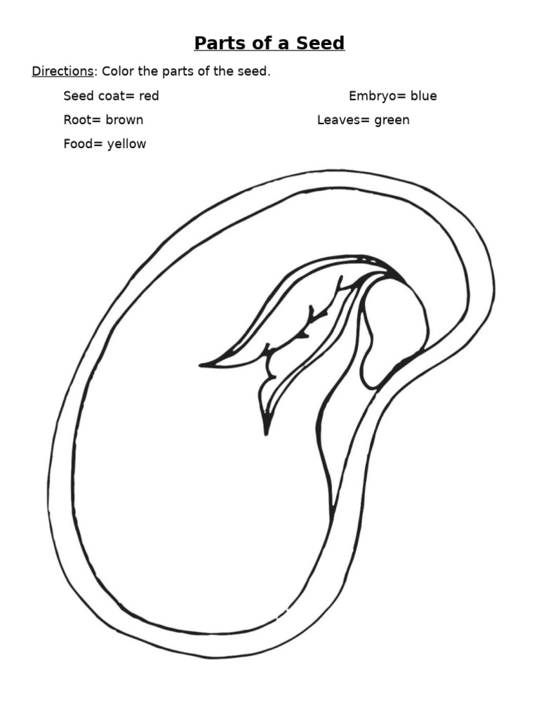 Color and Label The Parts of A Seed | PDF