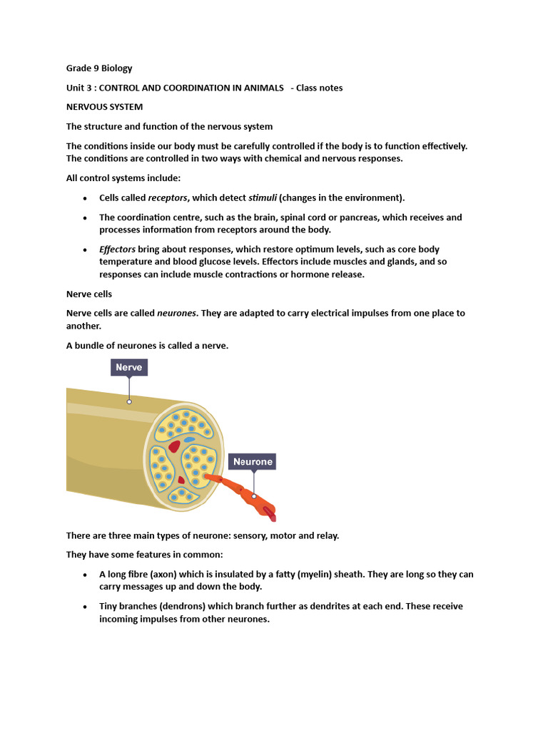Grade 9 Biology Class Notes - Nervous System, Homeostasis and Endocrine ...