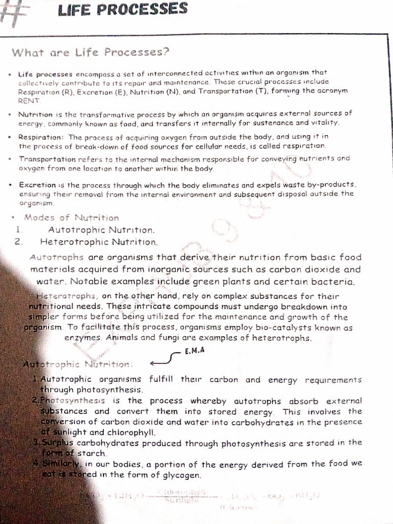 Life Process Class 10 Biology | PDF
