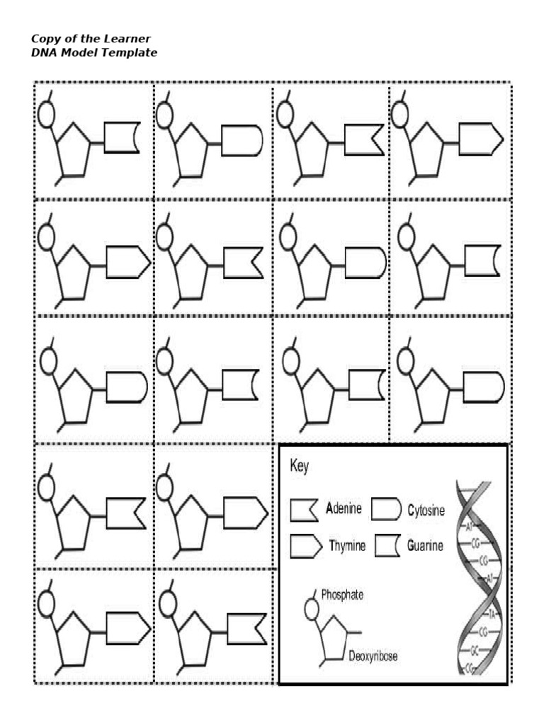 Dna Model Template Copy of The Learner 201 | PDF