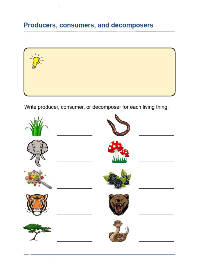 Food Chains Practice | PDF