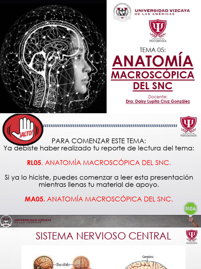 Te05 Anatomía Macroscópica Del SNC | PDF | Fluido cerebroespinal | Cerebro