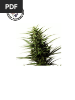 BBCH Stupnice | PDF