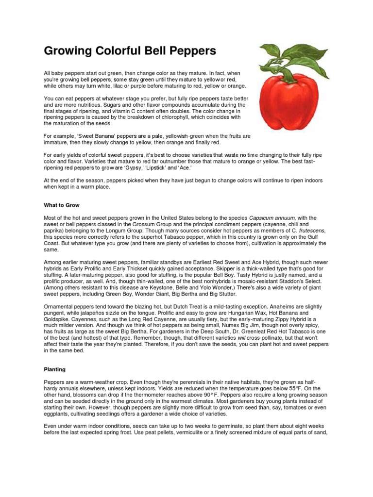 Bell Peppers PDF | PDF | Capsicum | Bell Pepper