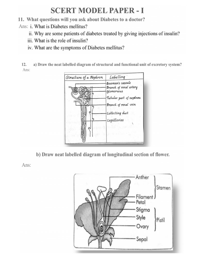 Scert 2, 4 Marks | PDF
