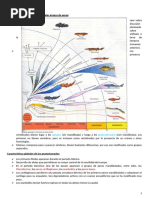Características de los Sarcopterigios | PDF | Pescado | Vertebrados ...