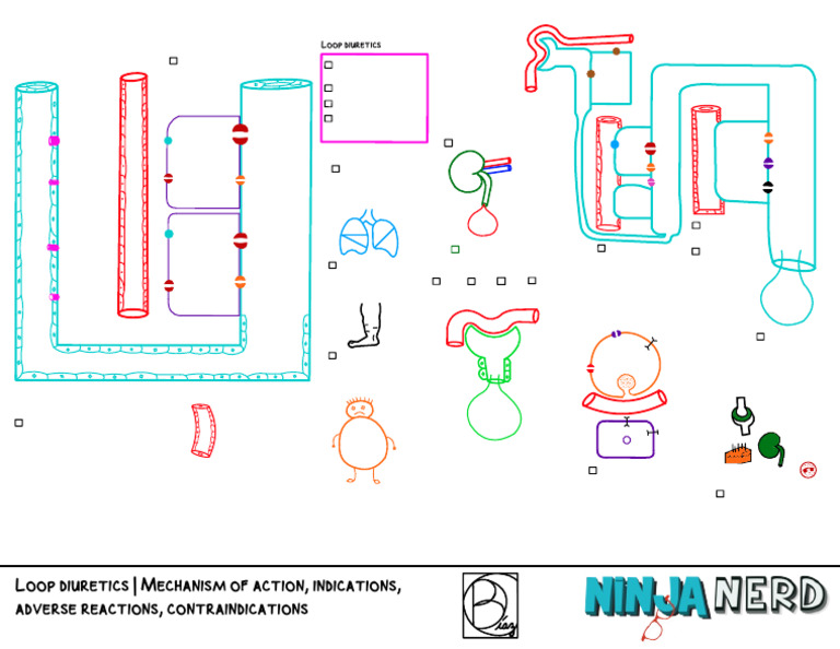 Cardiovascular Pharmacology] 10 Loop Diuretics - Handout | PDF