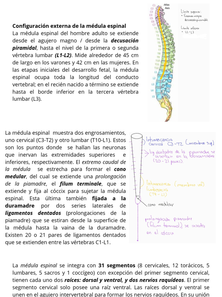 Médula espinal B4 anato 2 | PDF | Médula espinal | Neurociencia