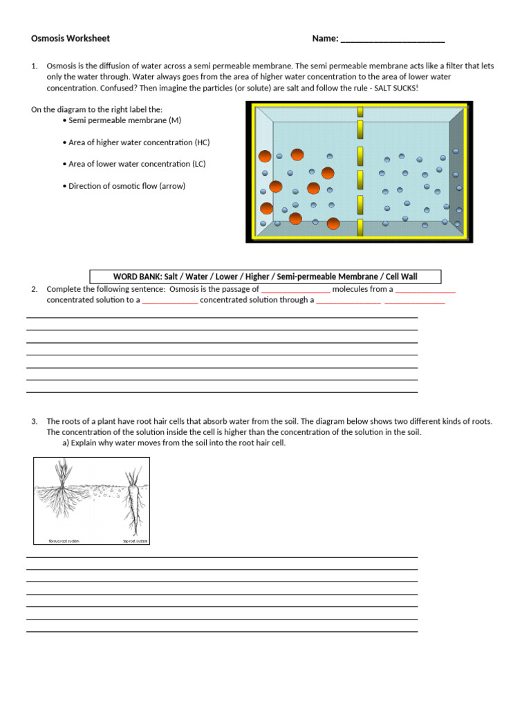 Osmosis Worksheet | PDF