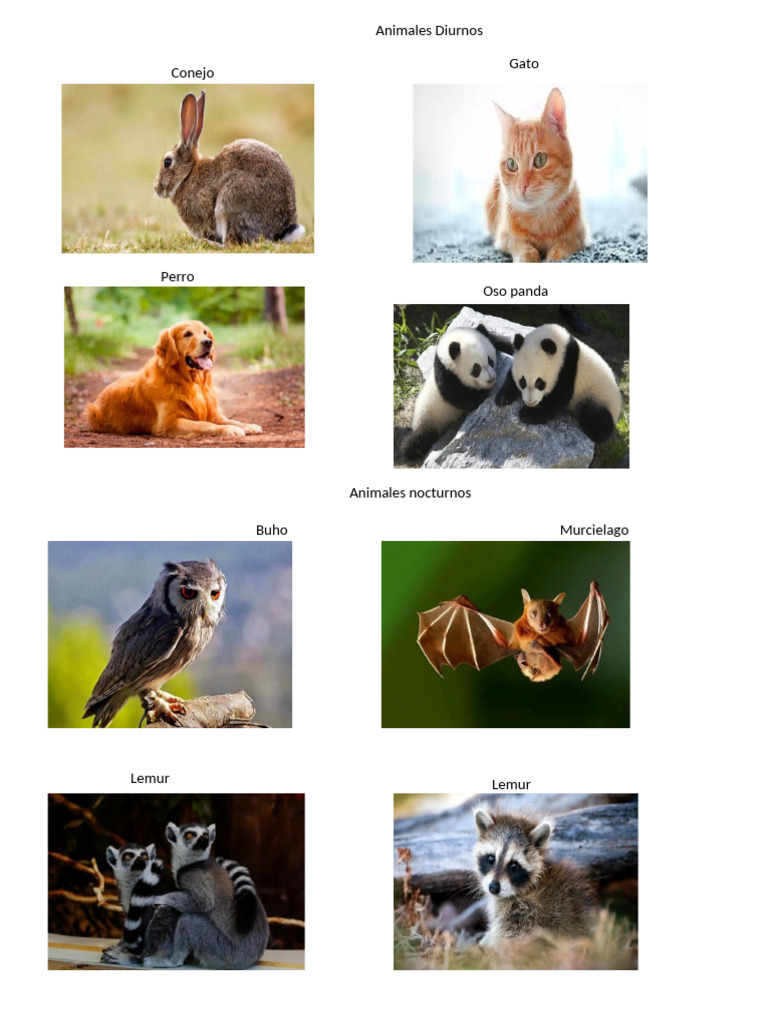 Animales Nocturnos y Diurnos | PDF