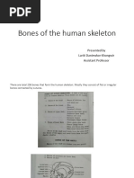 Complete List of 206 Human Bones | PDF | Vertebra | Toe