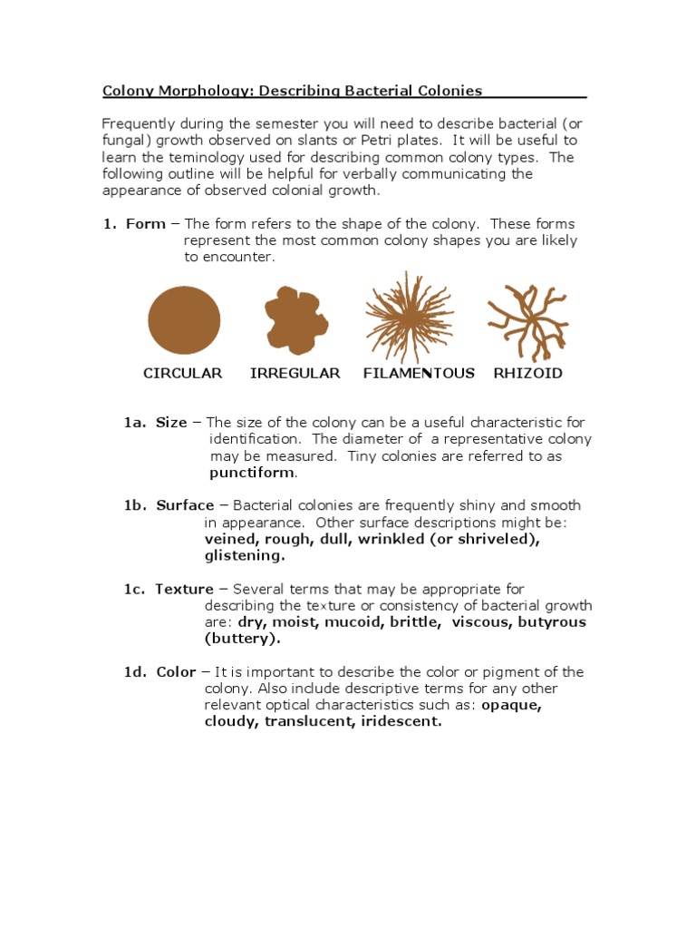 Mucoid Colony