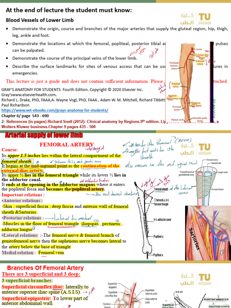 Blood Vessels of Lower Limb 2026 2 | PDF | Human Leg | Vein