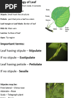 Leaf and Leaflet Morphology Guide | PDF | Leaf | Branches Of Botany