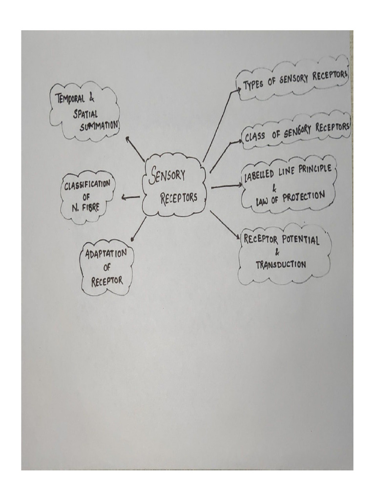 Sensory Receptor | PDF