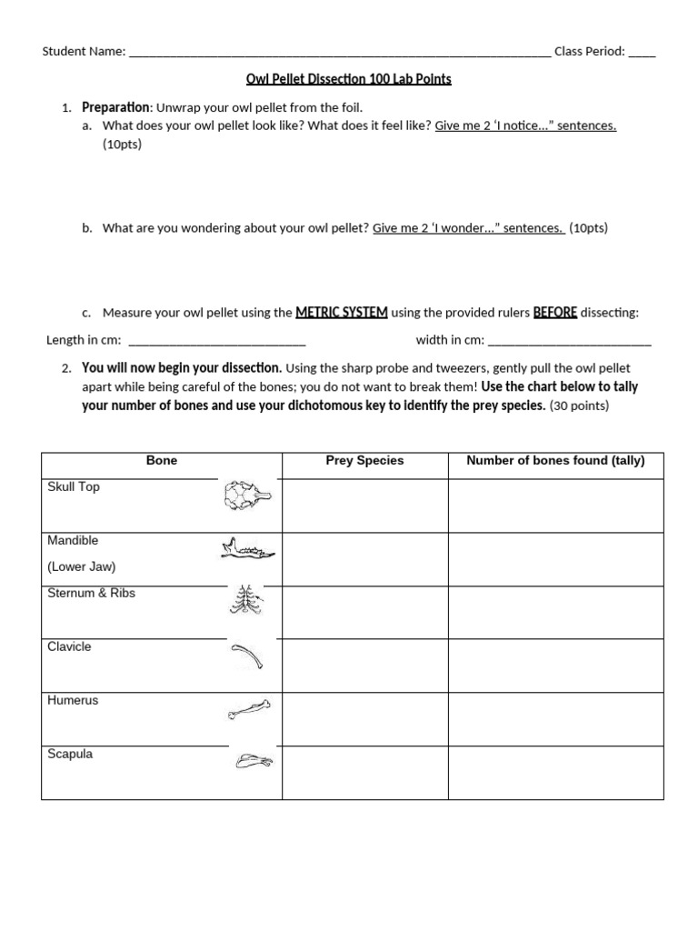 Owl Pellet Lab Report and Conclusion (2025 UPDATE) | PDF