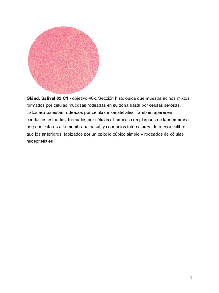 PDF glándula salival | PDF