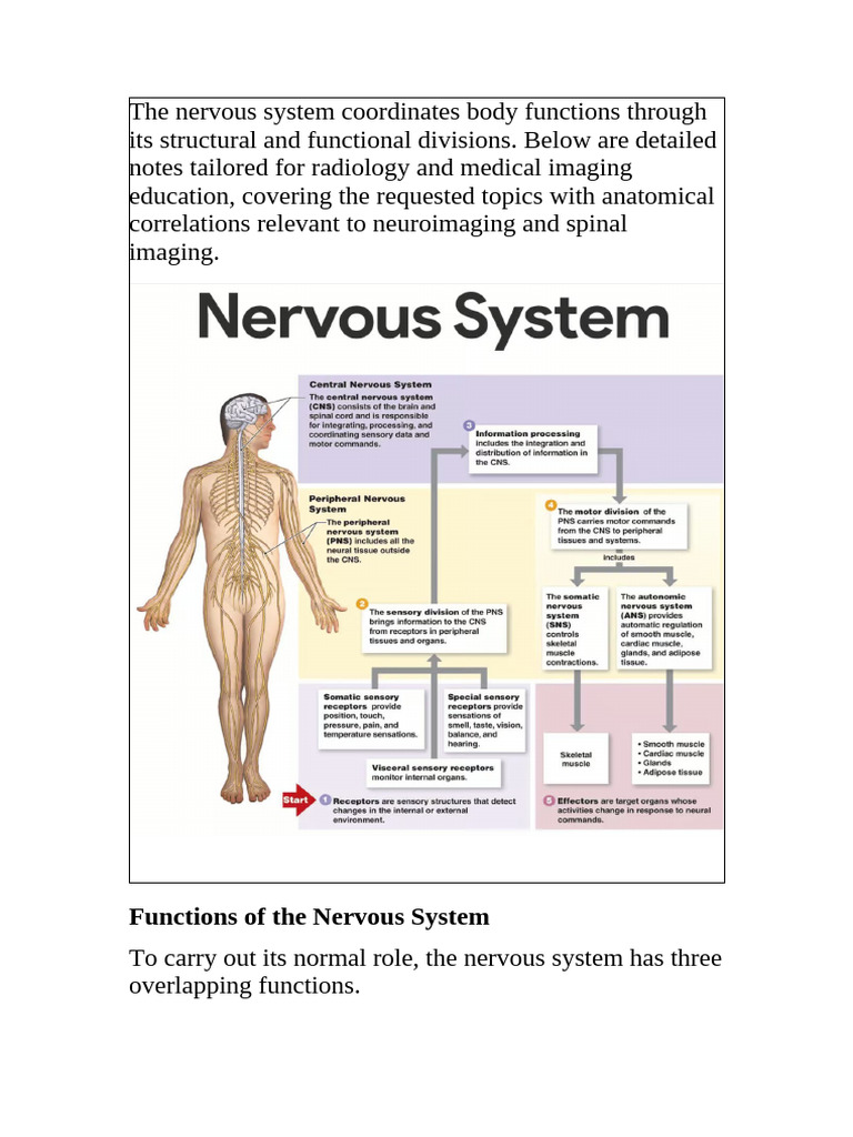 The Nervous System | PDF | Action Potential | Nervous System