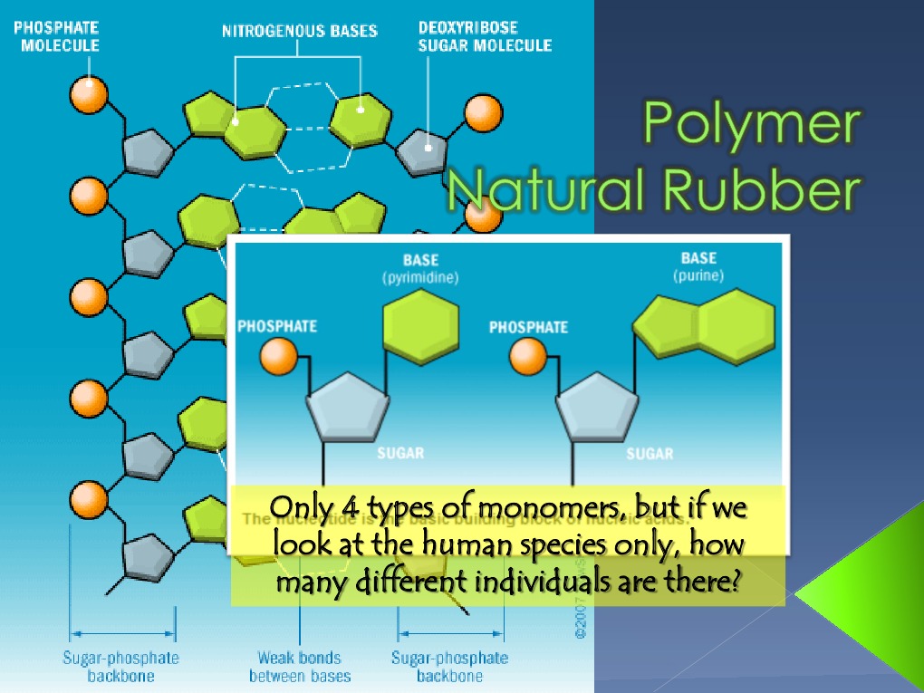 Polymer and Natural Rubber | PDF | Polymers | Natural Rubber
