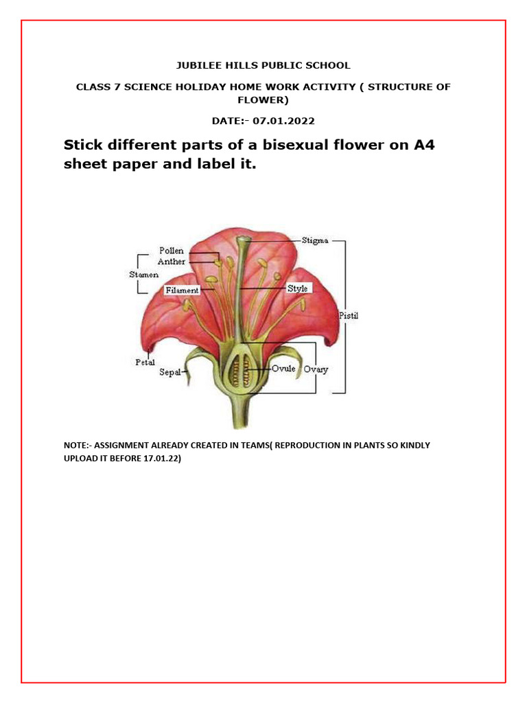 Class 7 Science Activity Structure of Flower | PDF