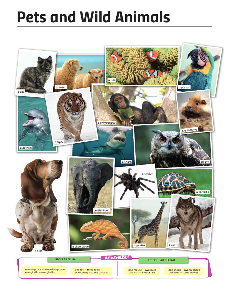 Pets and Wild Animals Poster | PDF