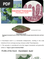 Trematode Flukes: Types and Characteristics | PDF | Zoology | Parasitology