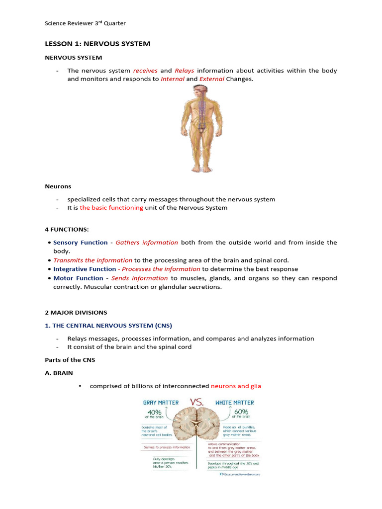 3rd Quarter For Grade 10 Biology1 | PDF | Menstrual Cycle | Central ...