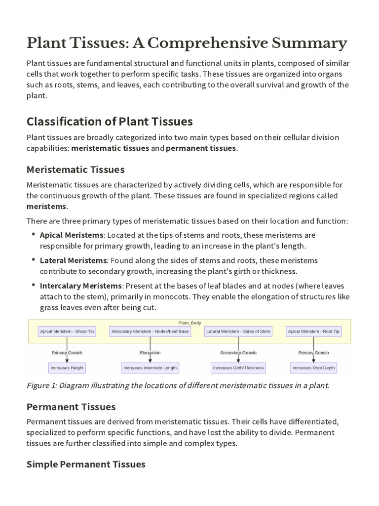 Plant Tissues A Comprehensive Summary | PDF | Tissue (Biology) | Plant Stem