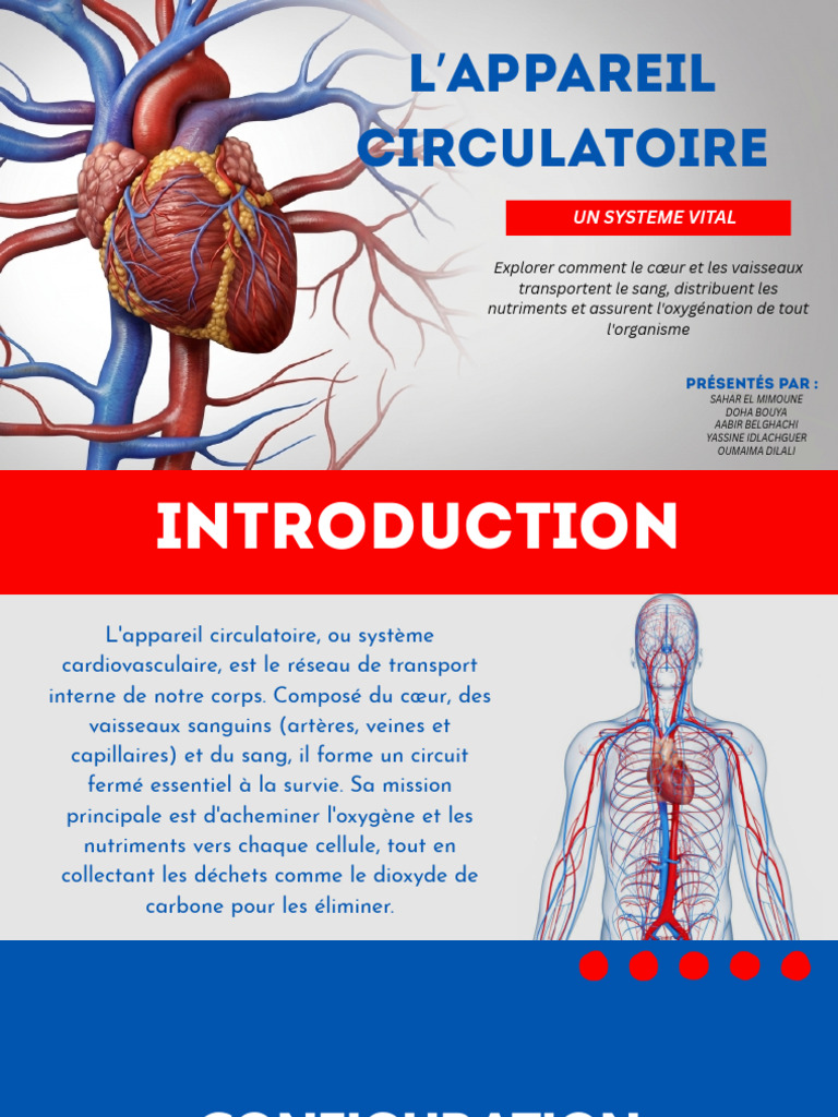 L'Appareil Circulatoire | PDF