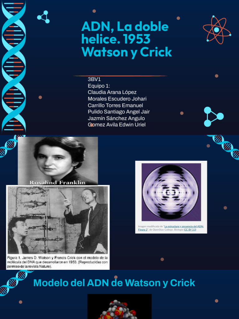 ADN,Doble hélice | PDF