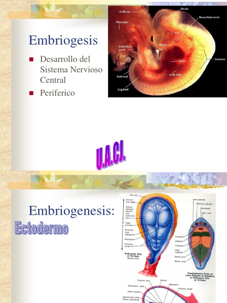 01 Embriologia Del Snc | Sistema nervioso central | Cerebro