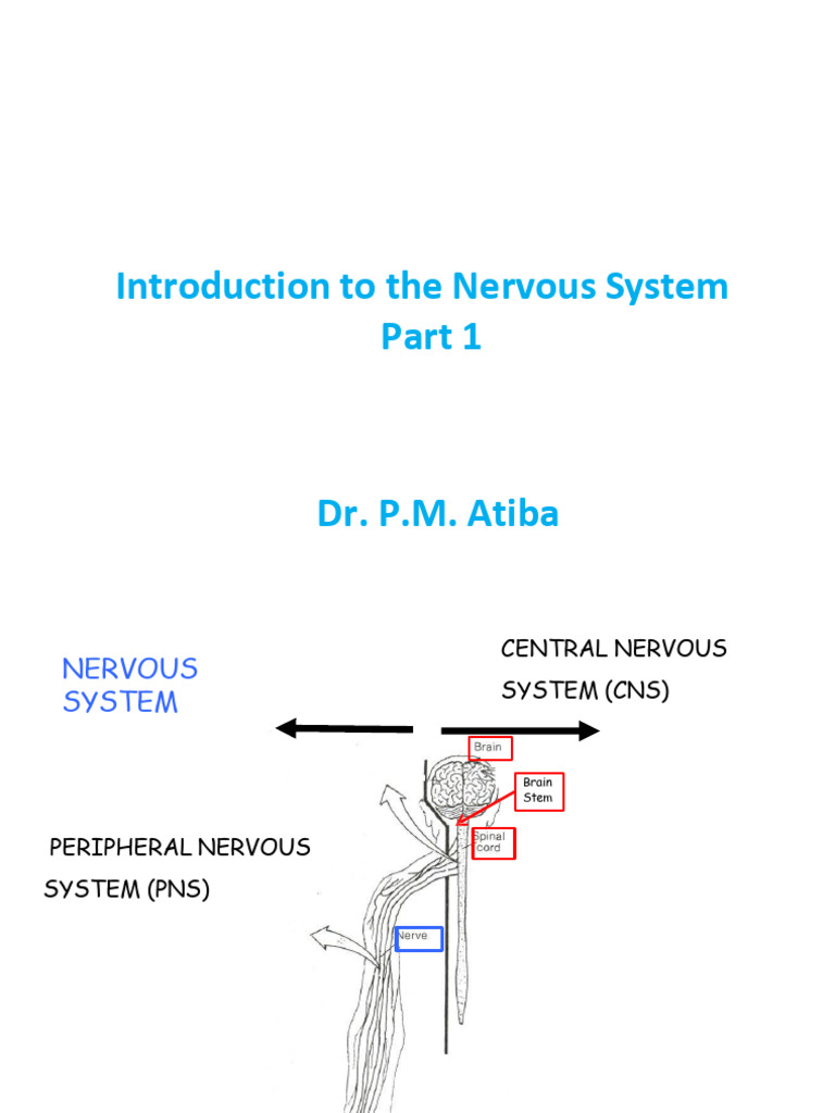 Introduction To The Nervous System Part 1 2026 | PDF | Spinal Cord ...