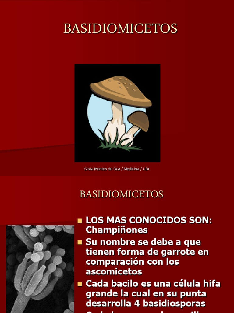 Basidiomicetos | PDF | Ciencia y matemáticas
