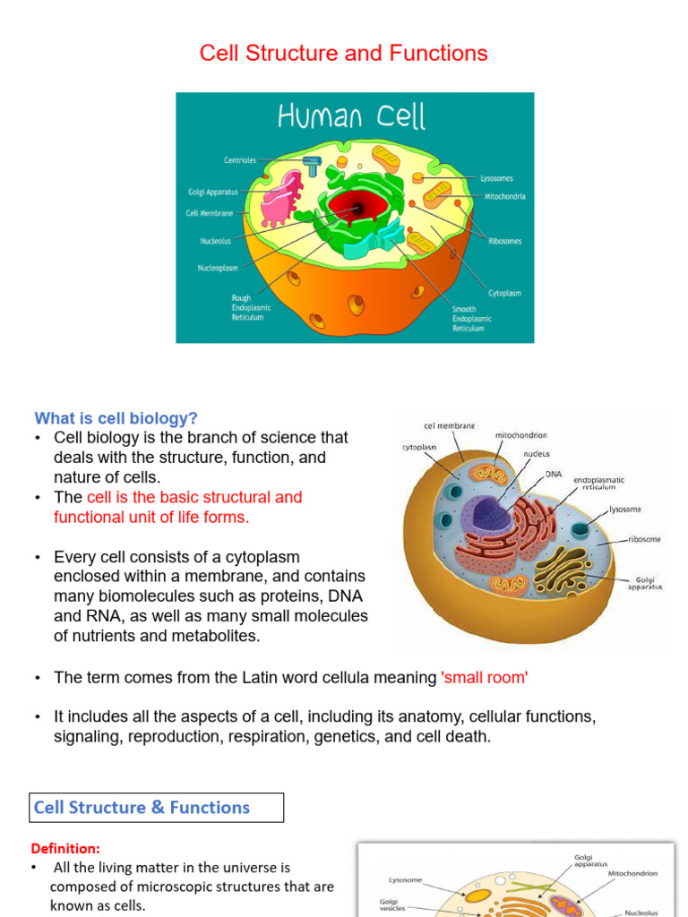Class 2 - Cell, Tissue and Organs | PDF | Cell (Biology) | Mitochondrion