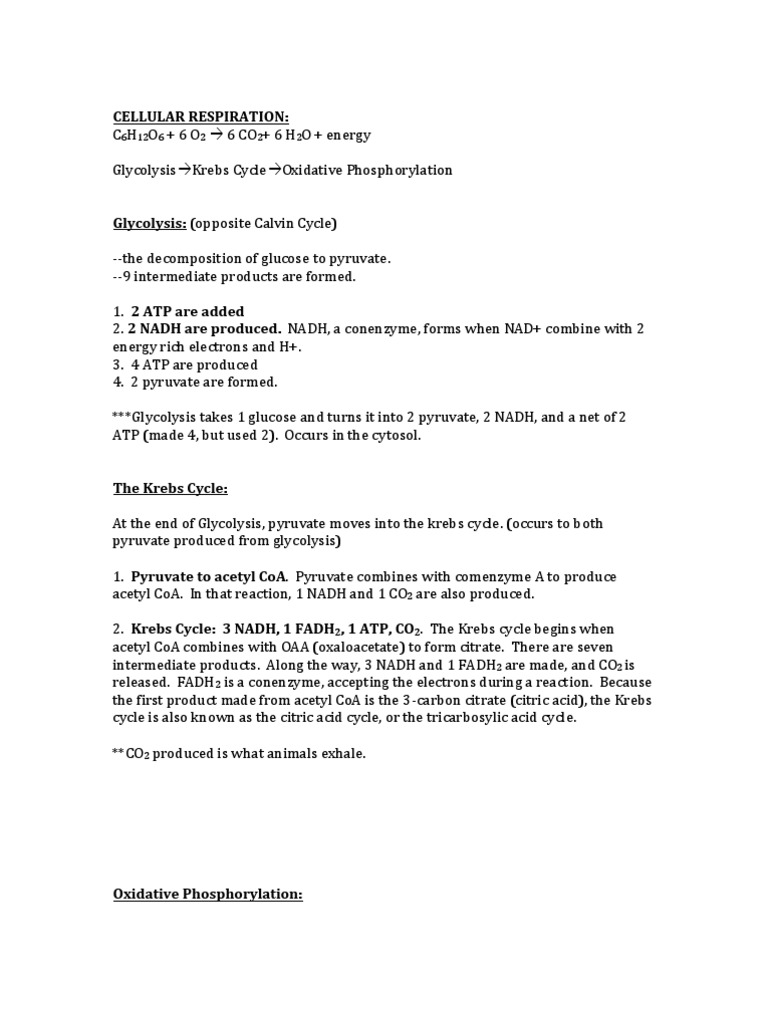 AP Bio Review Cellular Respiration | PDF